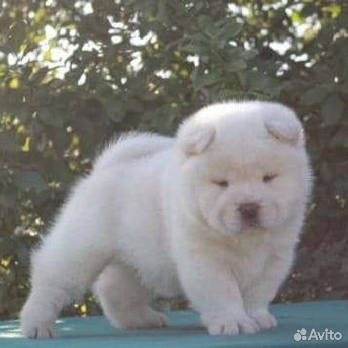 Кремовые смуфы (мальчик и девочка)