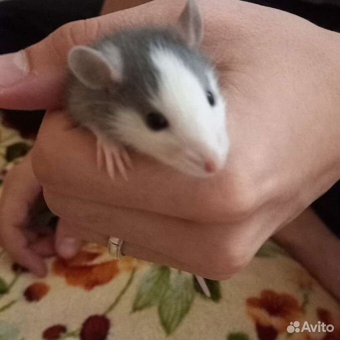 Декоративная крыса