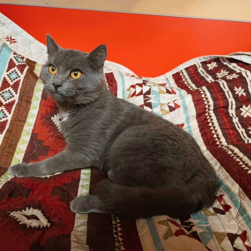 Очень ласковый молодой котик ищет дом