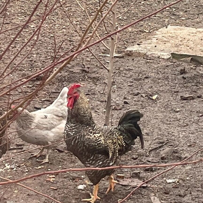 Молодые петухи