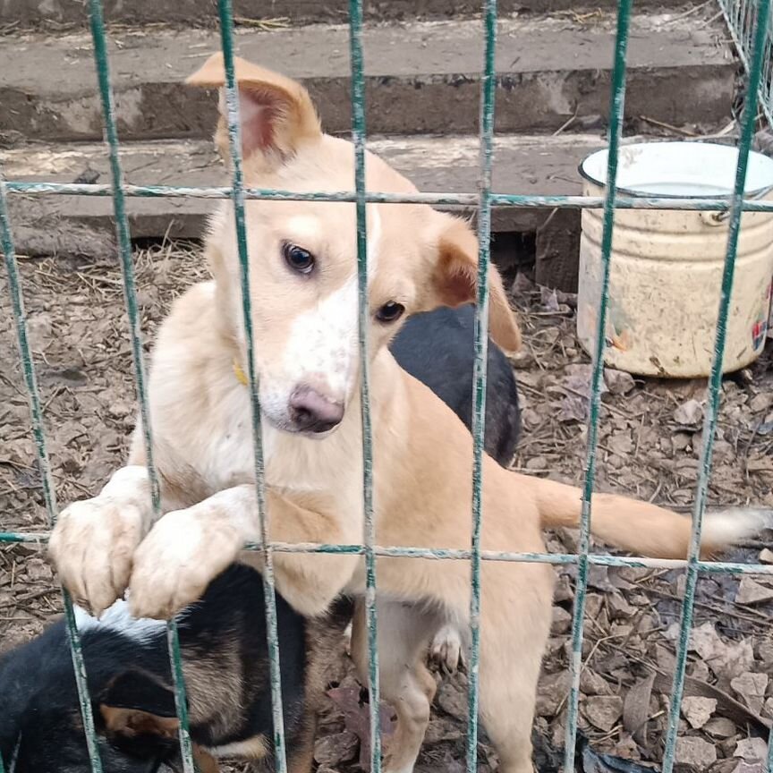 Щенок в добрые руки