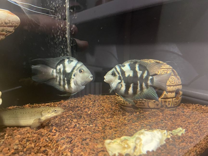 Продам 4х рыбок попугаев синих, попугайчики