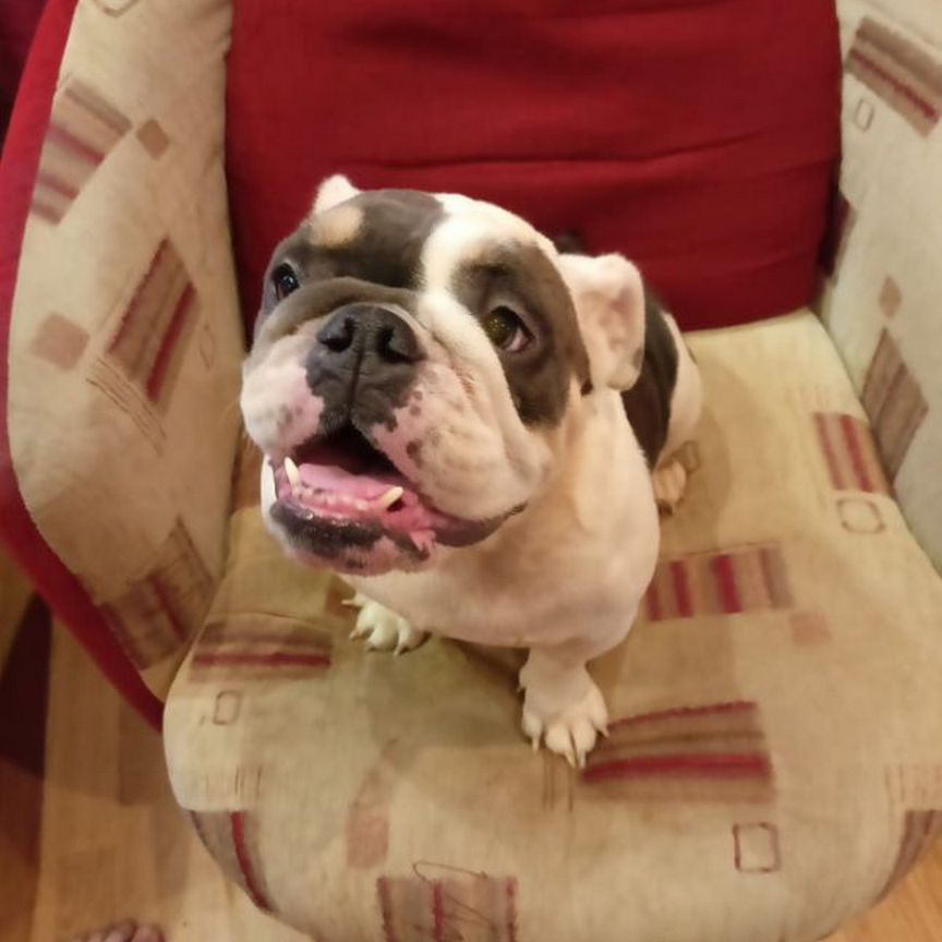 Английский бульдог девочка