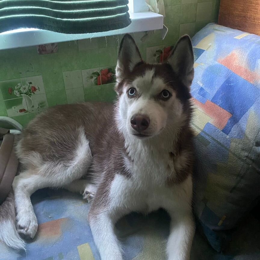 Сибирский хаски, взрослая собака