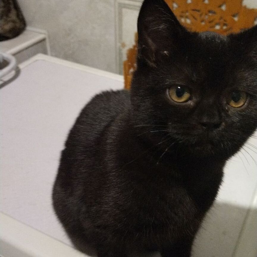 Шотландская кошечка