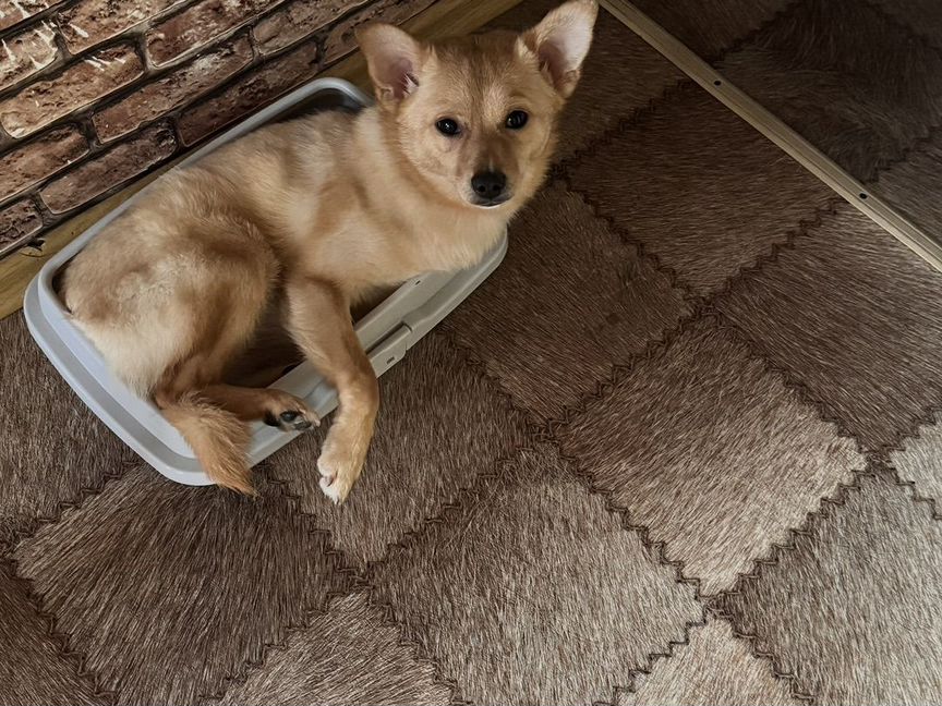 Помись Шпица и Цвергпинчера