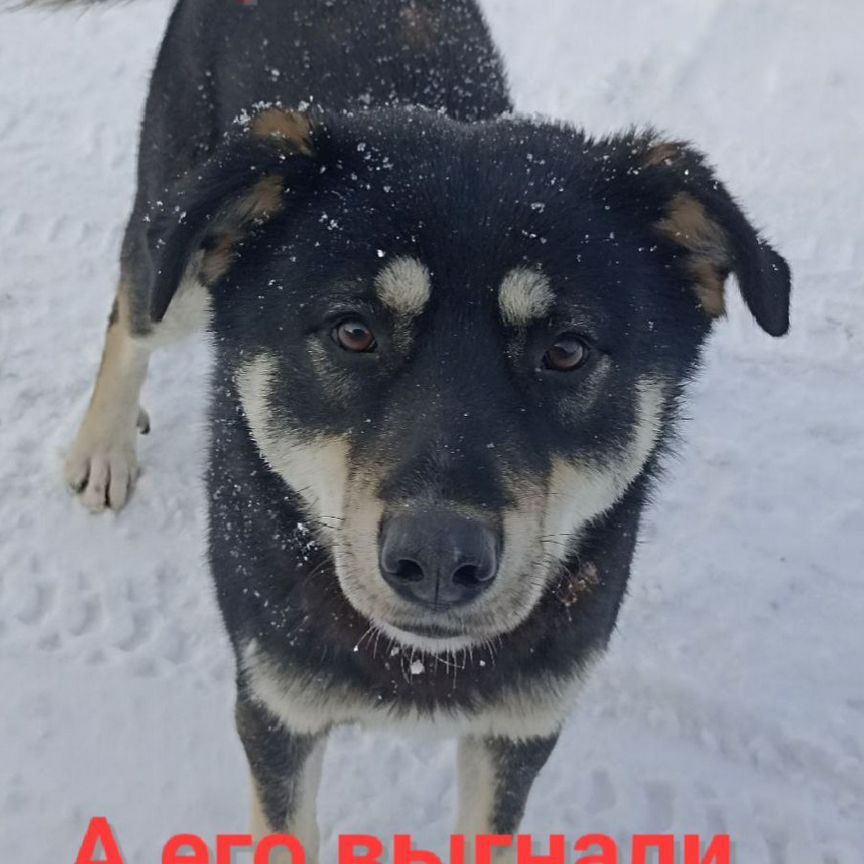 Немецкая овчарка, щенок