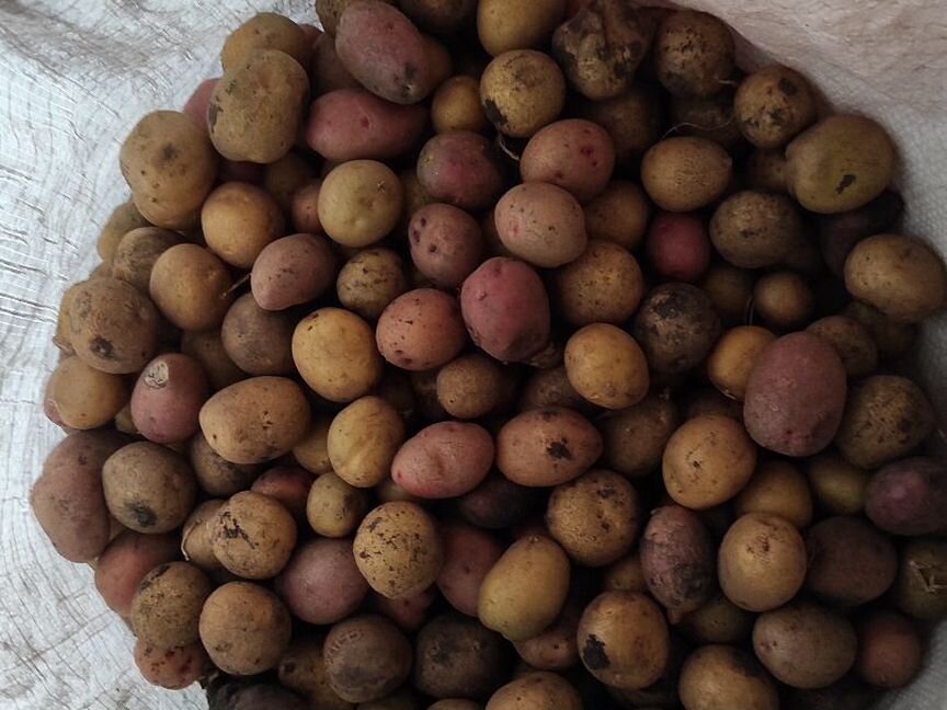 Картофель мелкий на корм скоту