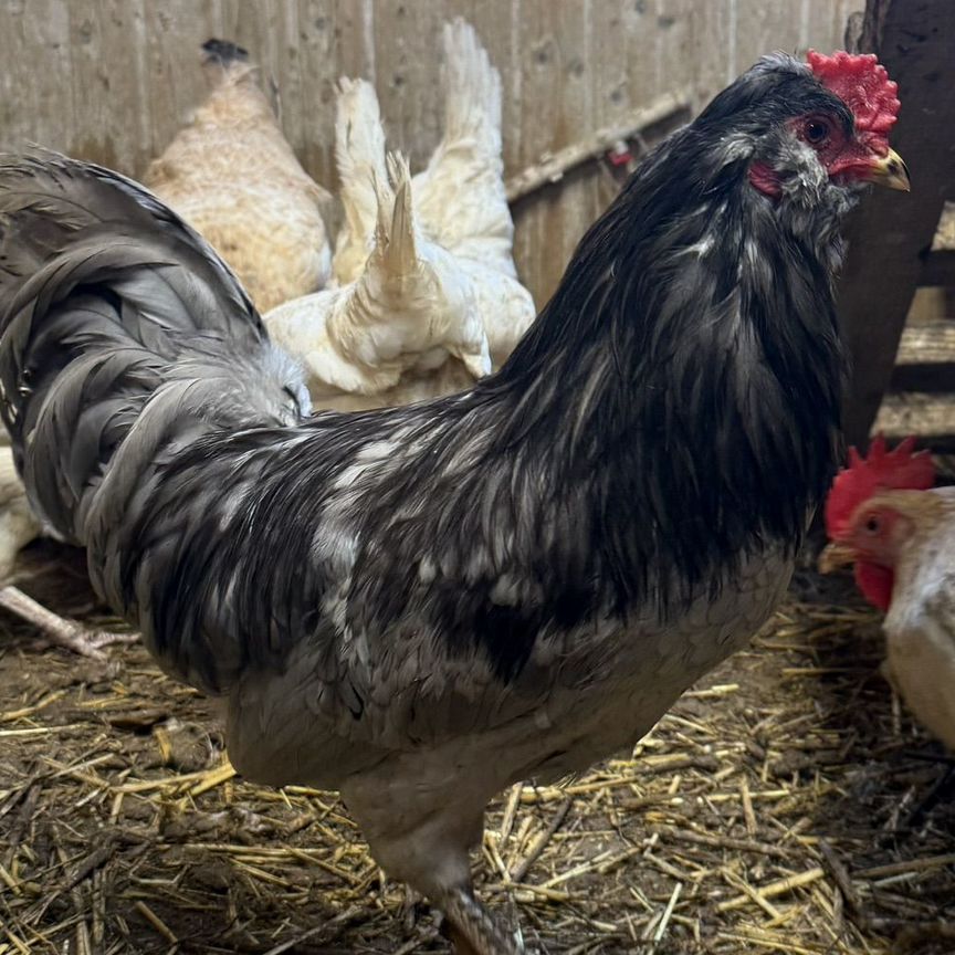 Петух амераукана