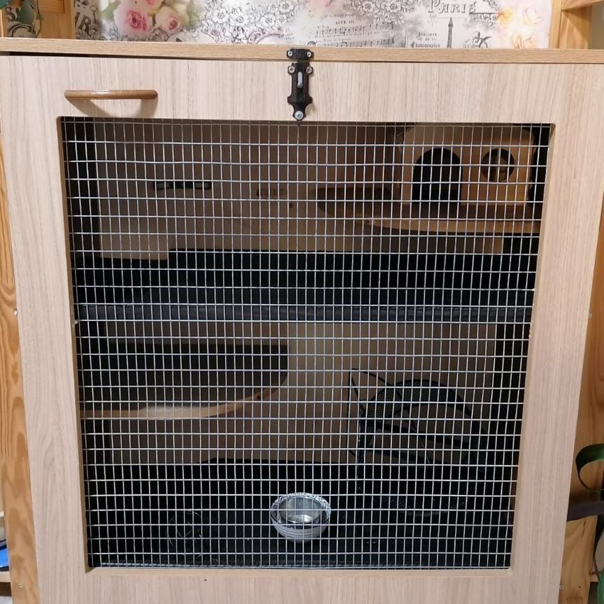 Витрина для дэгу