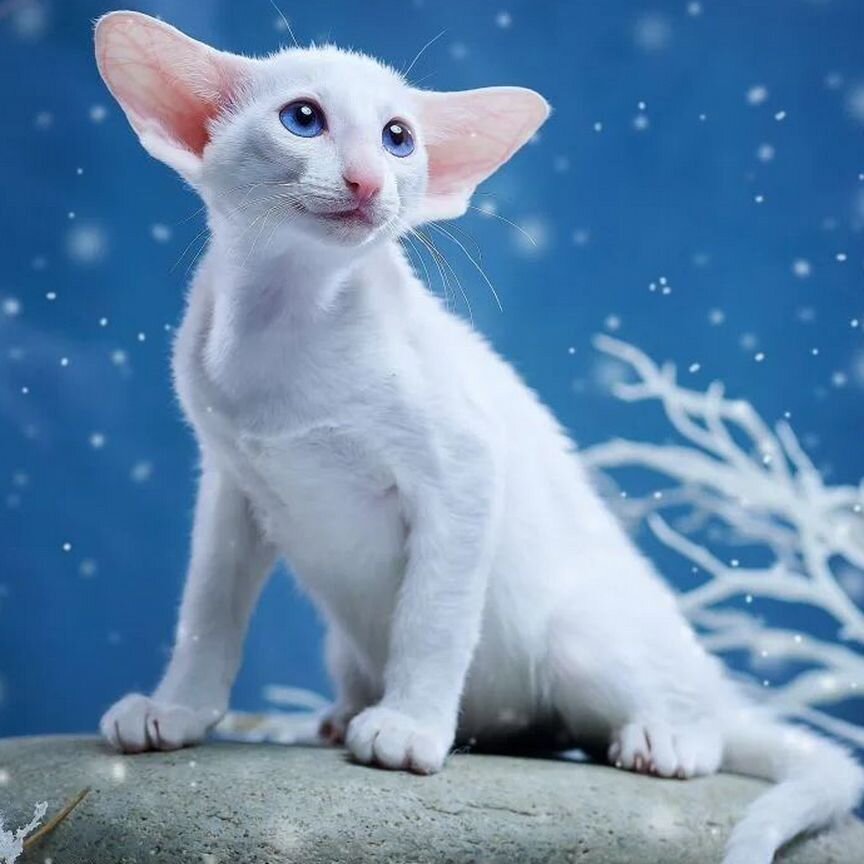 Ориентальный котёнок