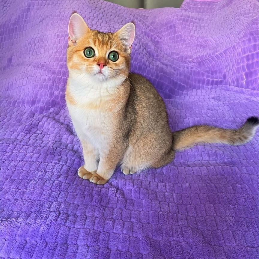 Шотландский прямоухий короткошёрстный котёнок