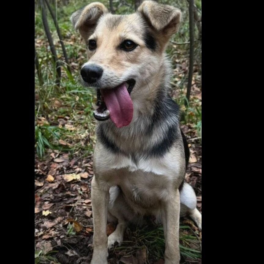 Взрослая собака в добрые руки