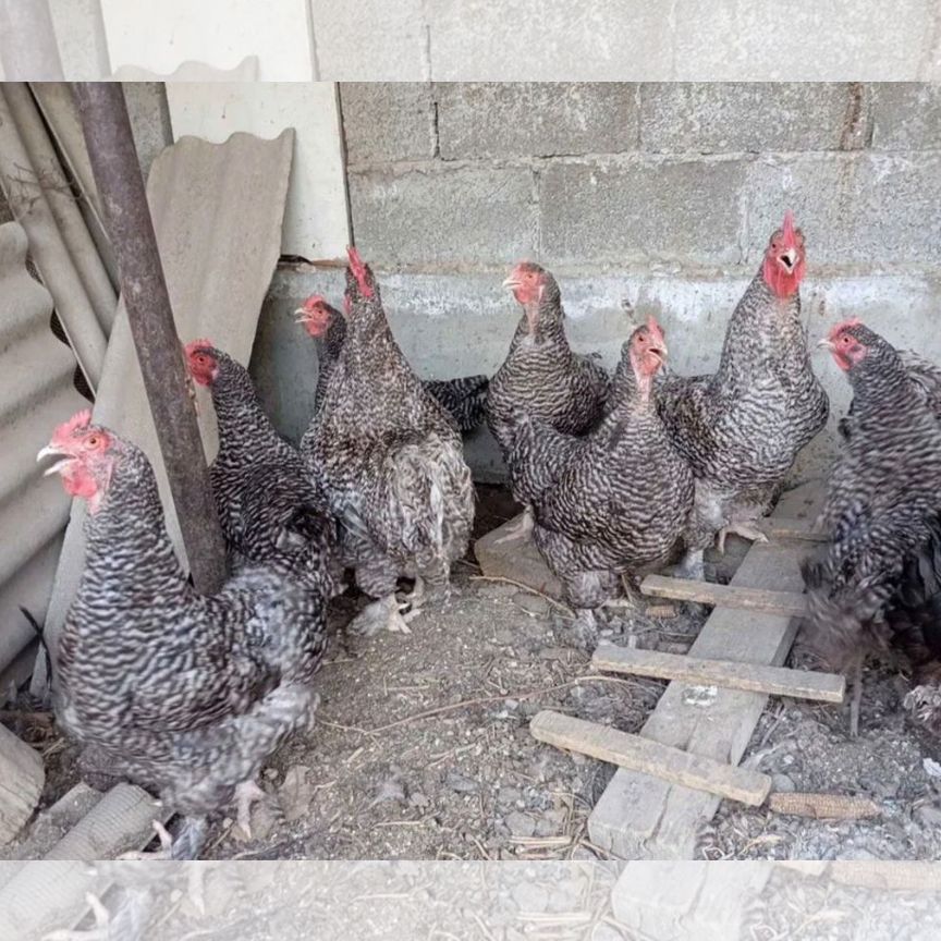 Яйцо Араукан, кукушка, гуси, индюки