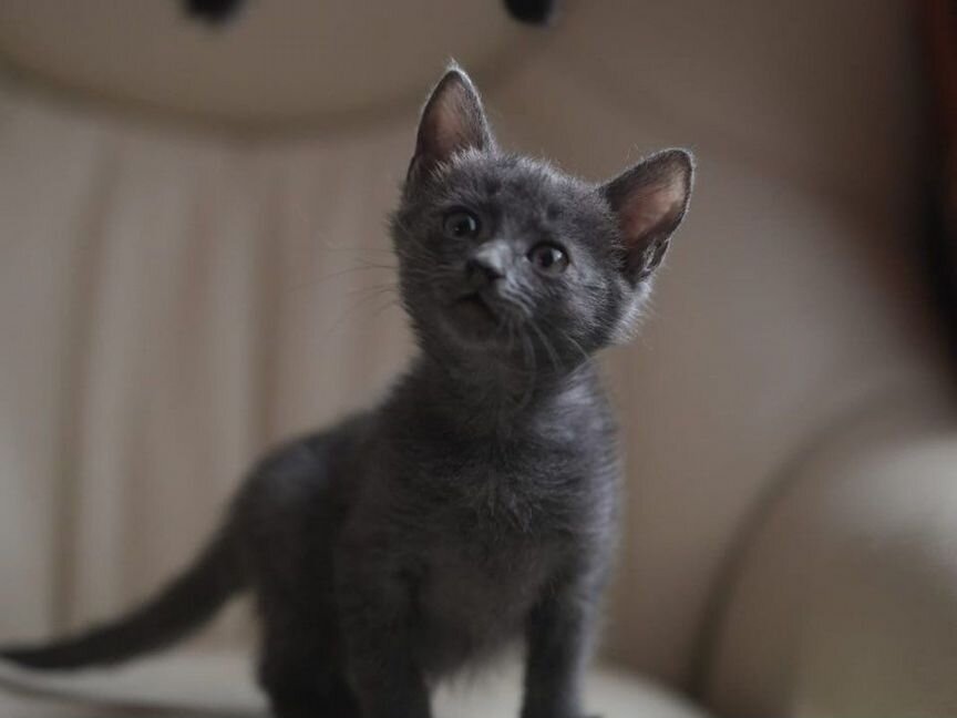 Русская голубая кошечка 1,5 месяца