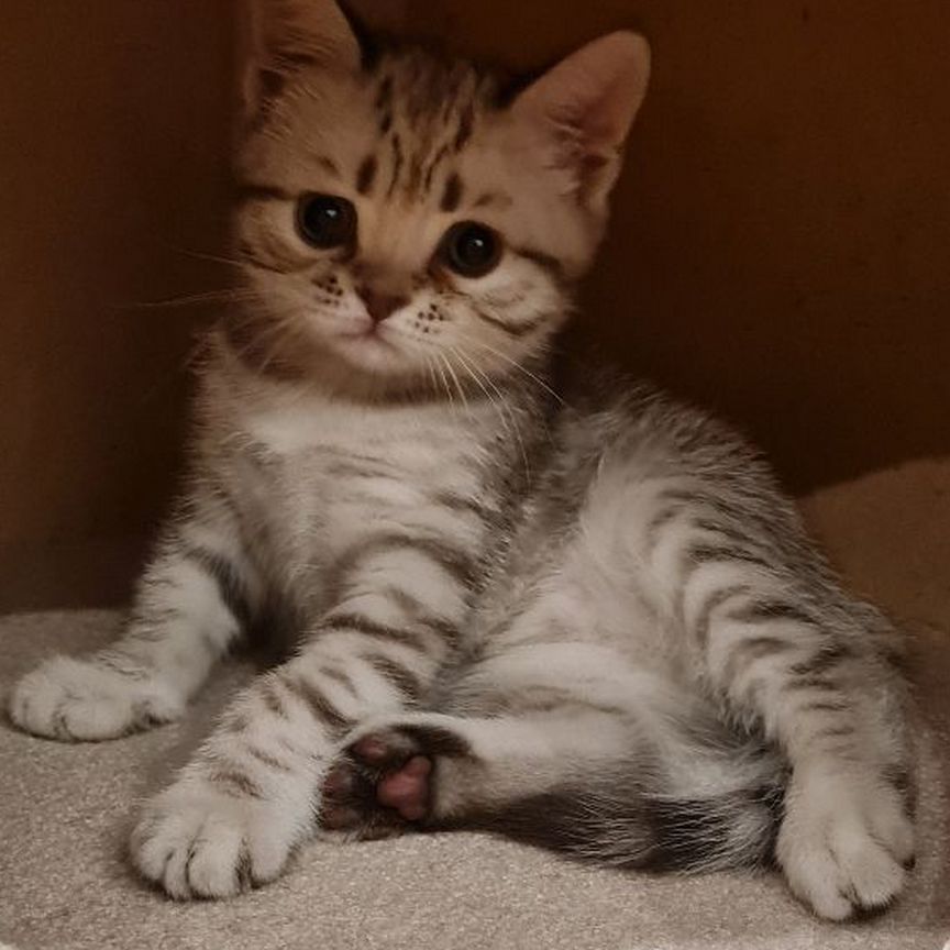 Шотландский прямоухий короткошёрстный котёнок
