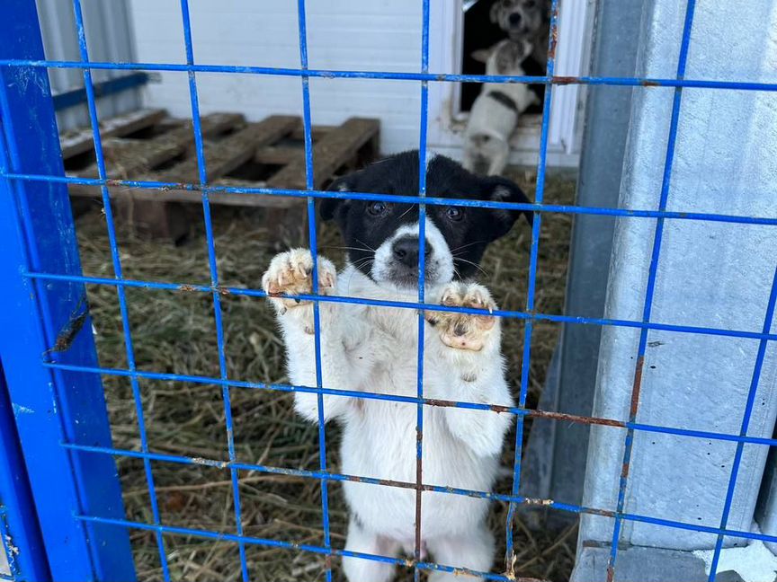Маленькие собаки, щенки, будут не крупные