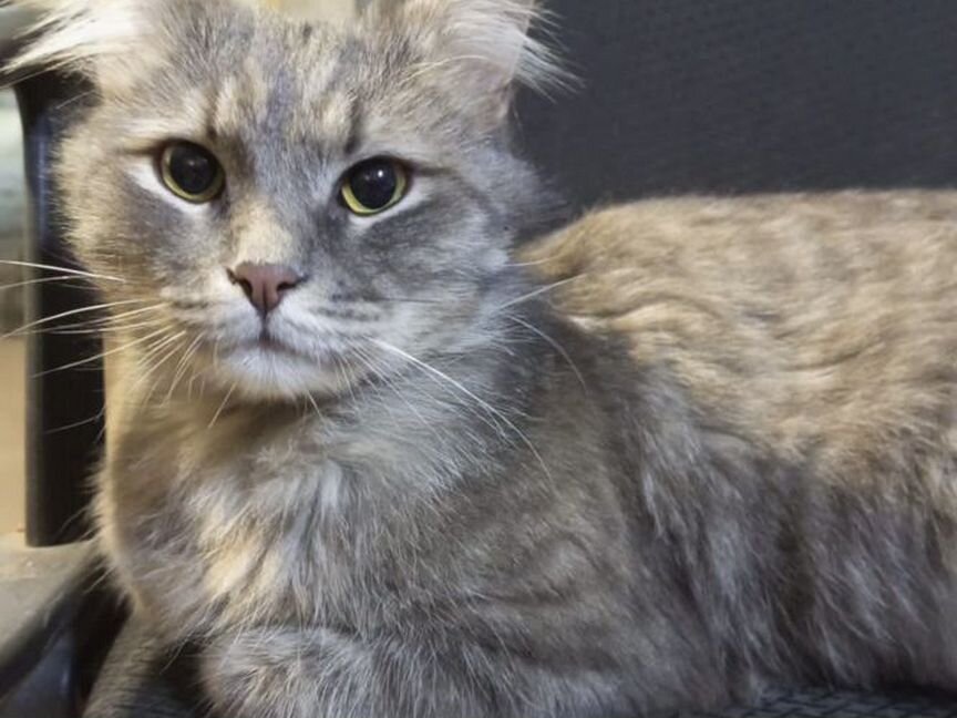 Котик Сёмочка ищет дом 1 год