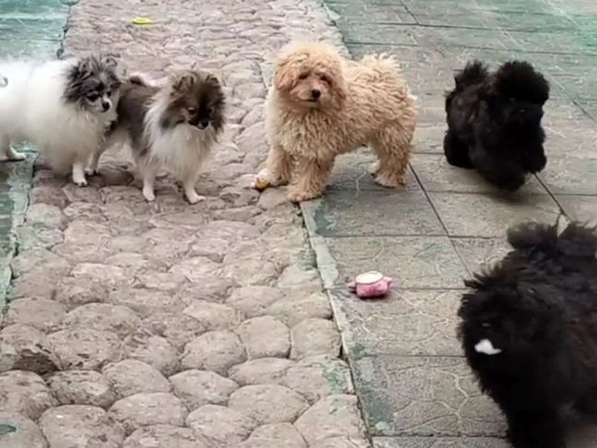 Щенки