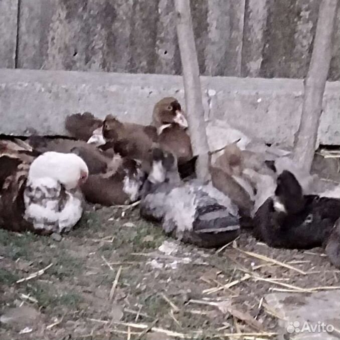 Мускусные утки тяжелые линии