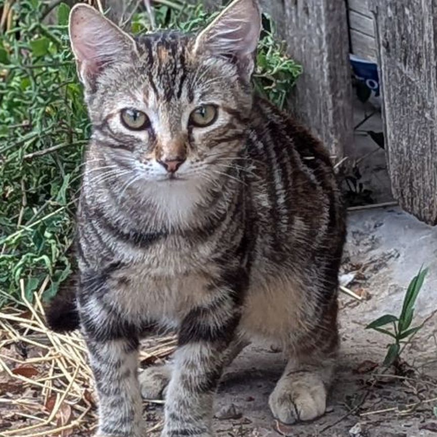 Котята в дар