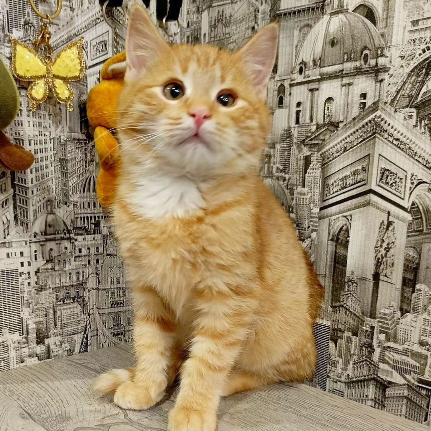 Котёнок в добрые руки