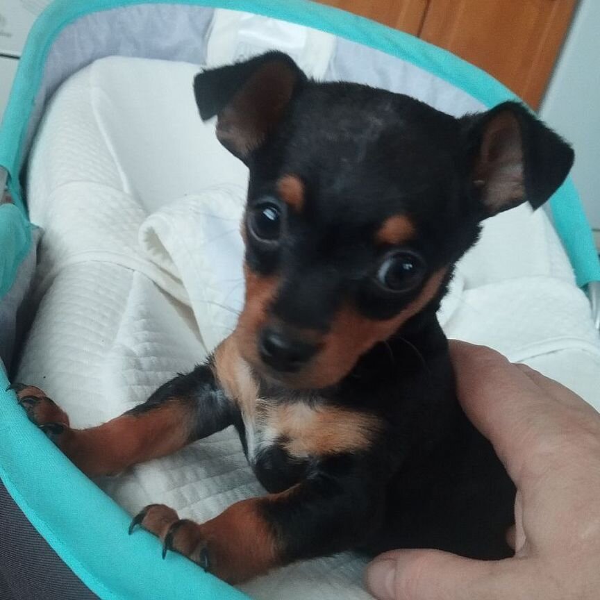 Русский той-терьер, щенок