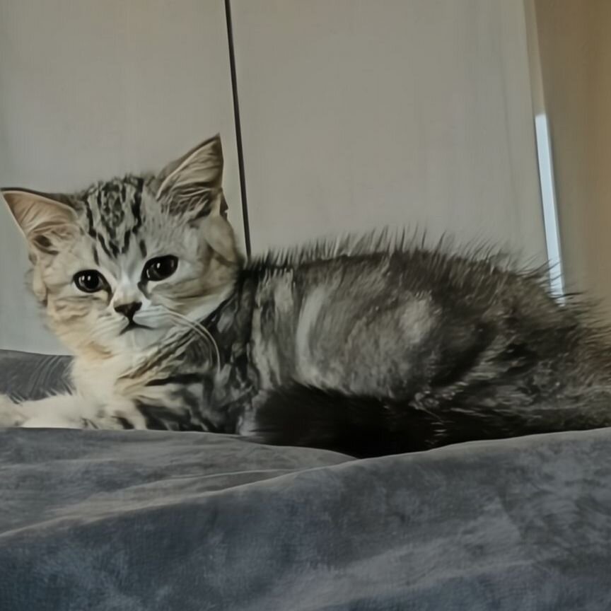 Шотландский вислоухий короткошёрстный котёнок