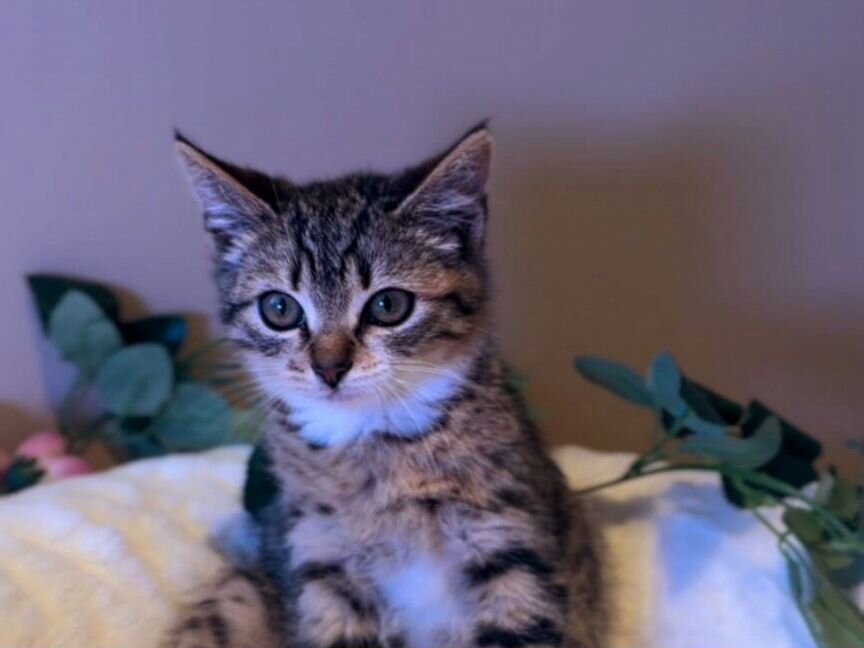 Викси (2,5 месяца) ищет дом