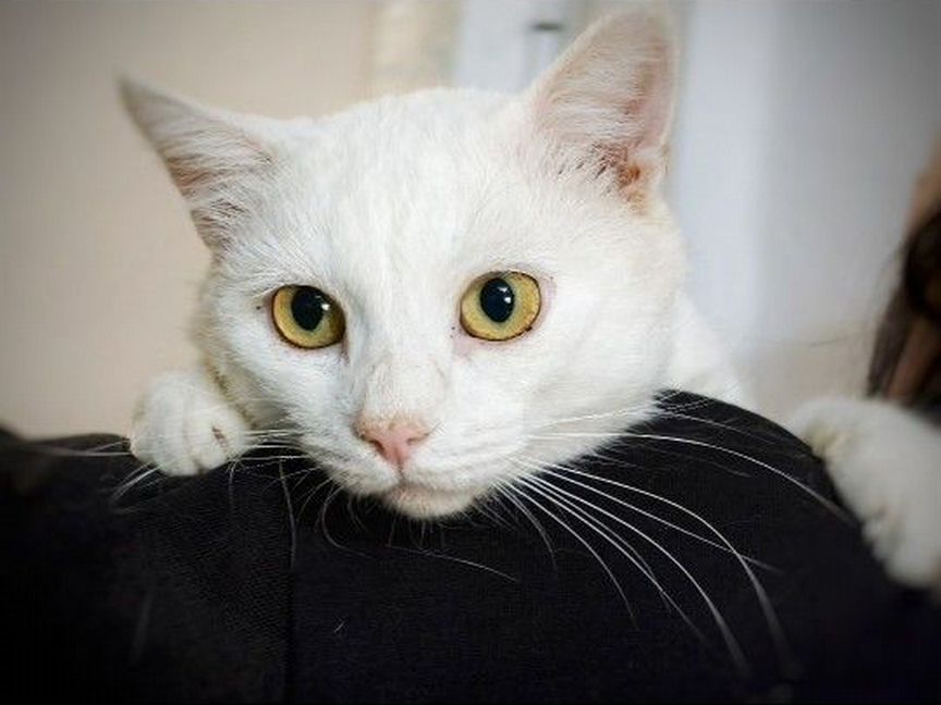 Кот в добрые руки