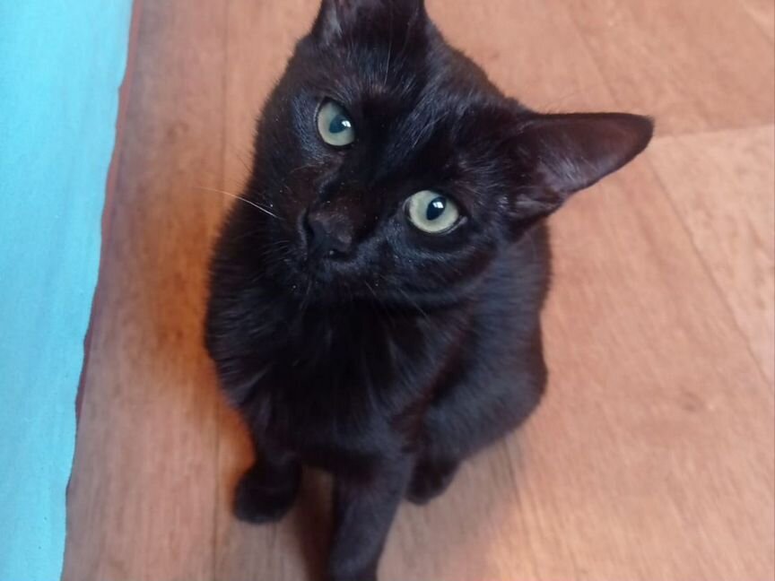 Чёрная девочка - котёнок в дар