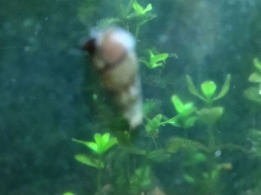 Улитки Мелании