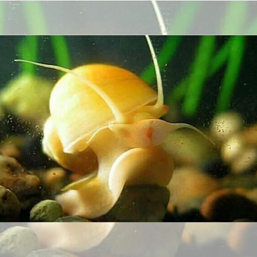 Улитка Ампулярия