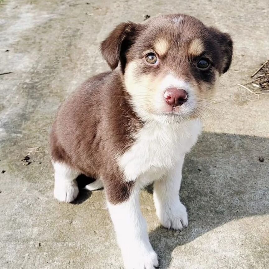 Нежнейшая Адель ждет родителей