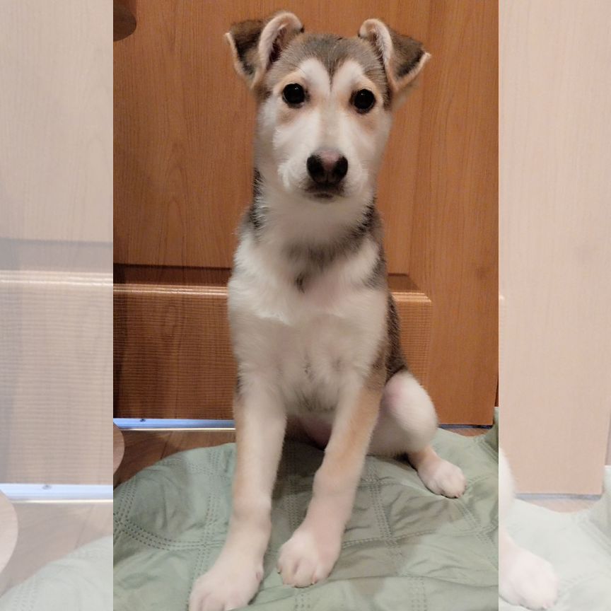 Щенок в добрые руки