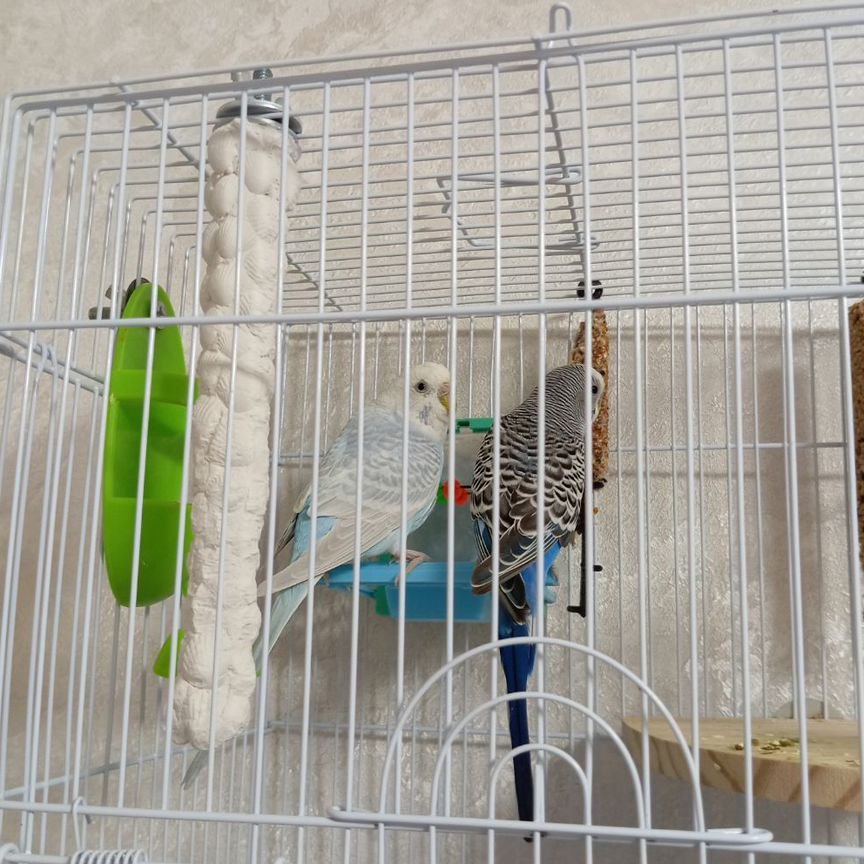 Волнистый попугай девочка