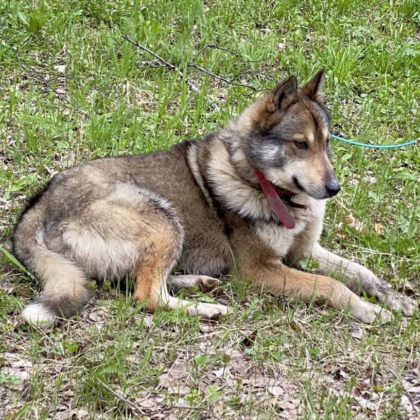 Продам кобеля зсл с документами