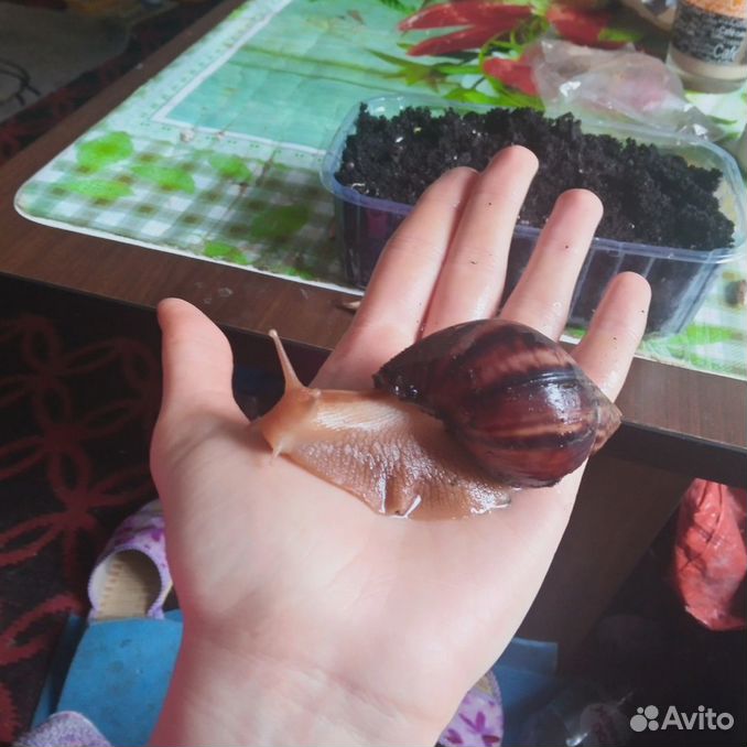 Отдаю Ахатину в добрые руки бесплатно