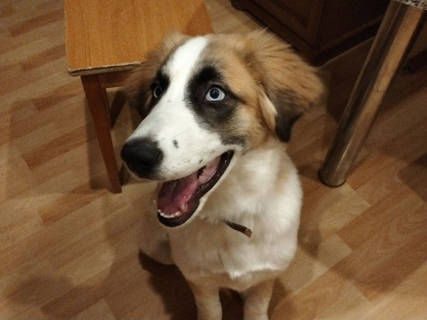 Собака в добрые руки щенок кавказец