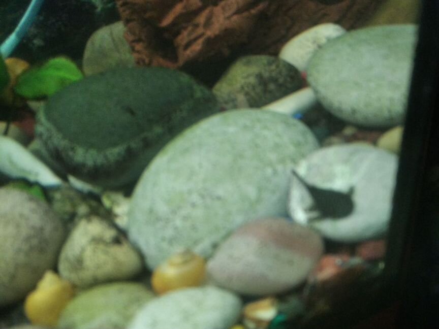 Сомики (прилипалы) молодняк. Очень активные