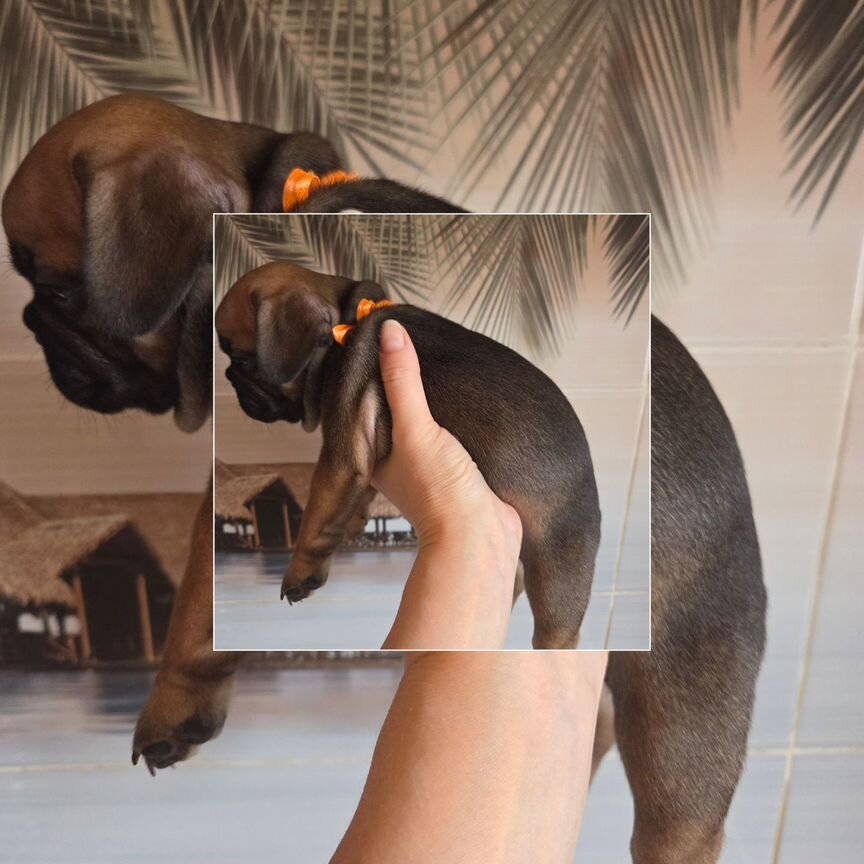 Французский бульдог, щенок