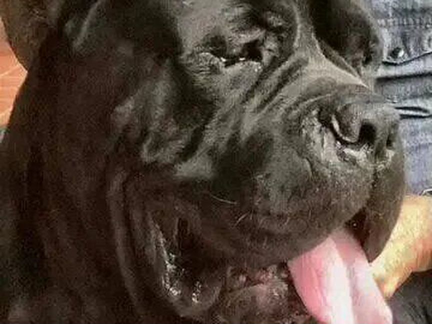 Кане Корсо Сила,Мощь и Красота