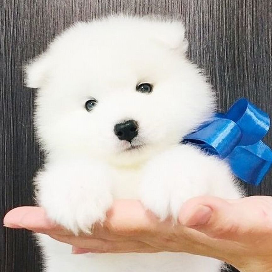 Самоедики щенки