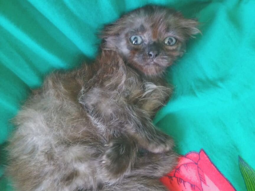 Котк " Черный дым "