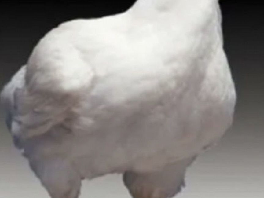 Куры бройлеры тушки мясо