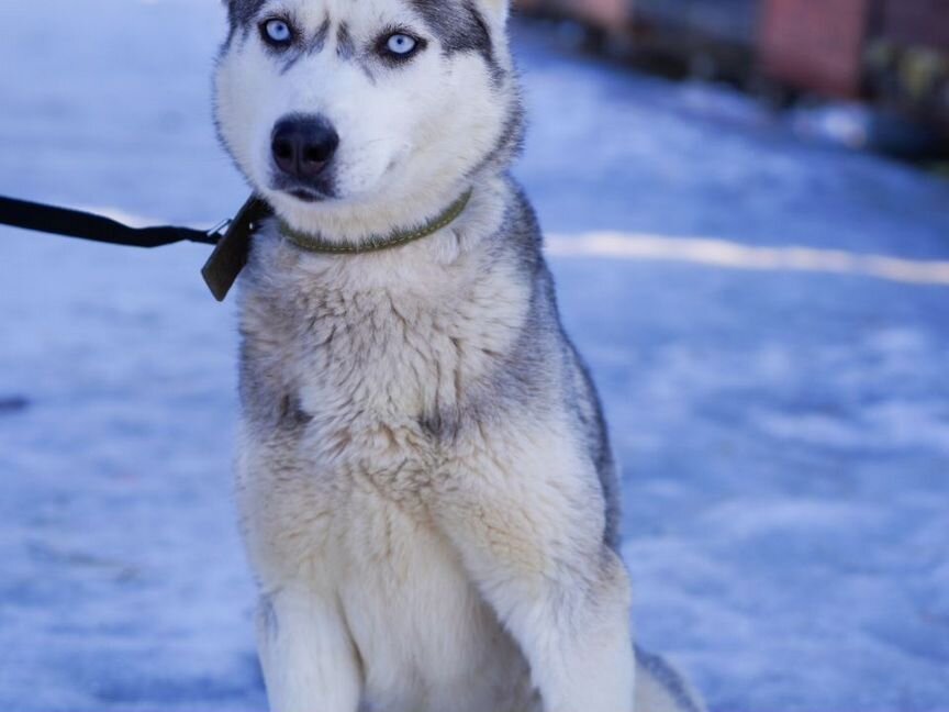 Хаски Мальвина в хорошую семью бесплатно
