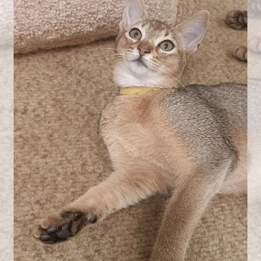 Абиссинский котёнок