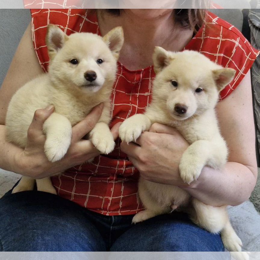 Сиба-ину, щенок