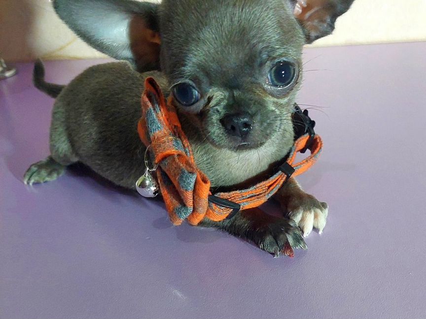 Голубого окраса микрончик