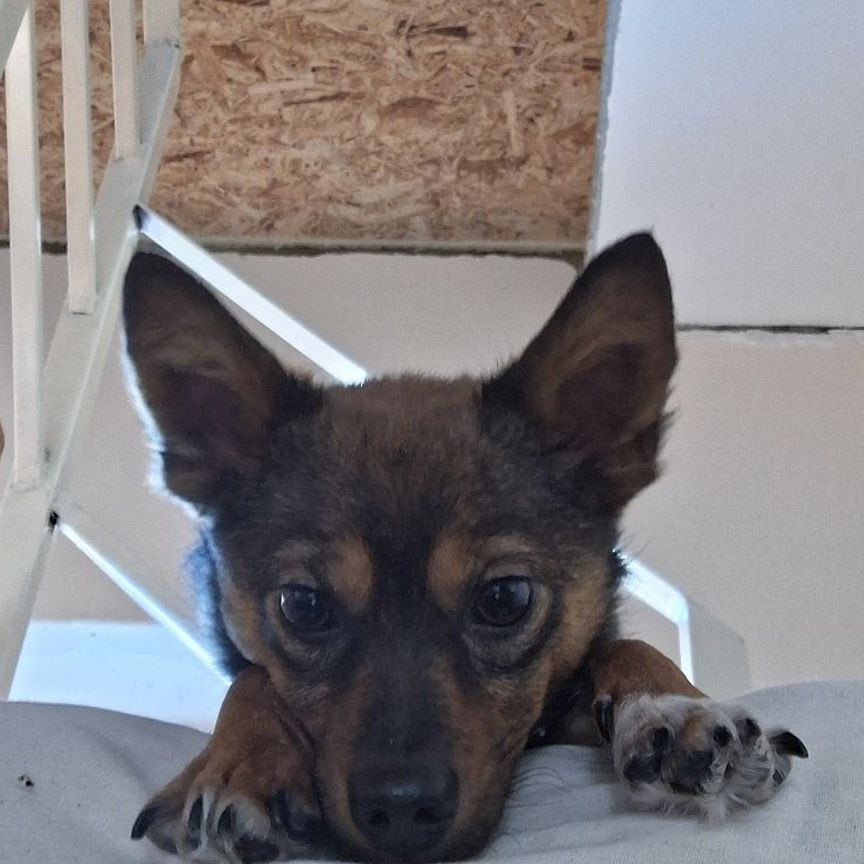 Щенок в добрые руки